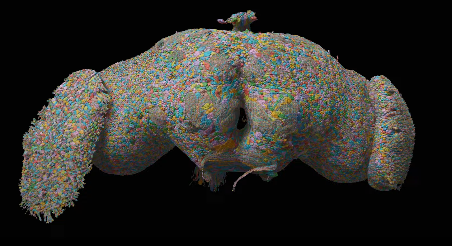 First map of every neuron in an adult fly brain complete | Connected ...